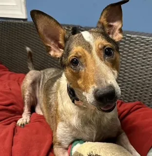 Jackson - Humane Society of Calvert County