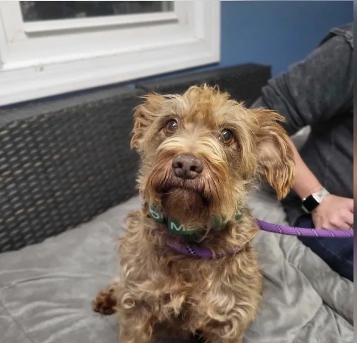 Samara - Humane Society of Calvert County